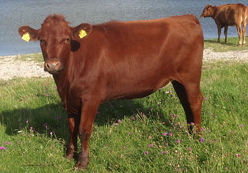 Home - Danish Beef Cattle Export